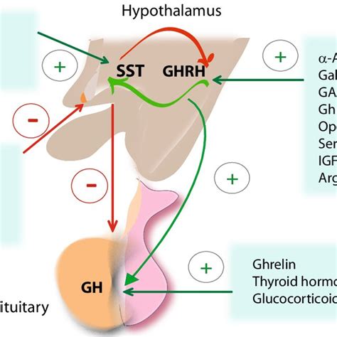 Brain Regulation Of Hypothalamic Somatostatin Sst And Ghrh
