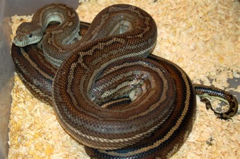 Bredli Carpet Python Scientific Name Carpet Vidalondon