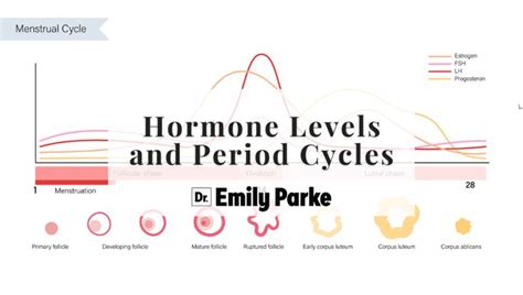 Hormone Levels And Period Cycles Hormone Levels Period Cycle Hormones