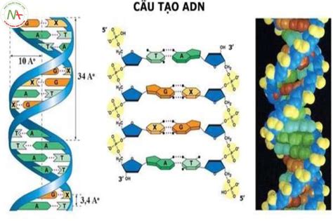 HÓA HỌC NUCLEOTIDE VÀ ACID NUCLEIC CẤU TRÚC VÀ CHỨC NĂNG