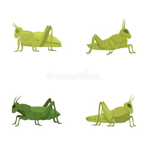 Grasshopper Different Poses Stock Illustrations 12 Grasshopper