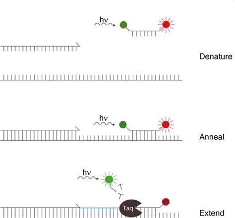 Figure 3 From Practical Experience Of High Throughput Real Time Pcr In The Routine Diagnostic