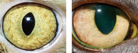 Anterior Uveitis Cat Uveitis