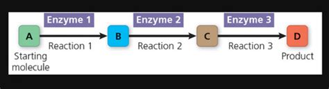 Ap Bio Chapter 8 Flashcards Quizlet