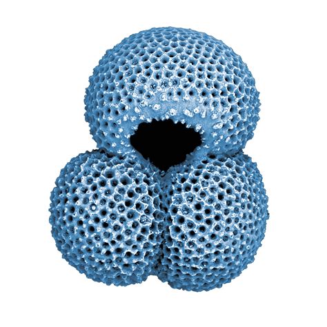 Microfossils The Exquisite Beauty Under The Sea