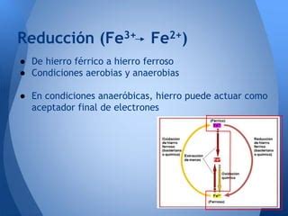 Rutas Asimilativas Y Disimilativas Pptx
