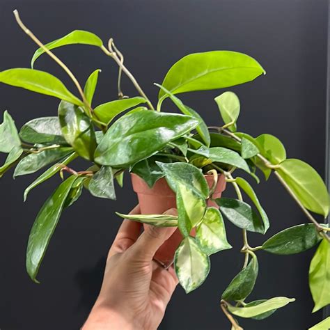 Hoya Carnosa Krimson Queen And Princess Dear Journey Blooms