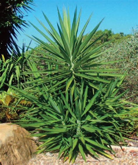 Pandanus Pygmaeus Wahat Al Sahraa