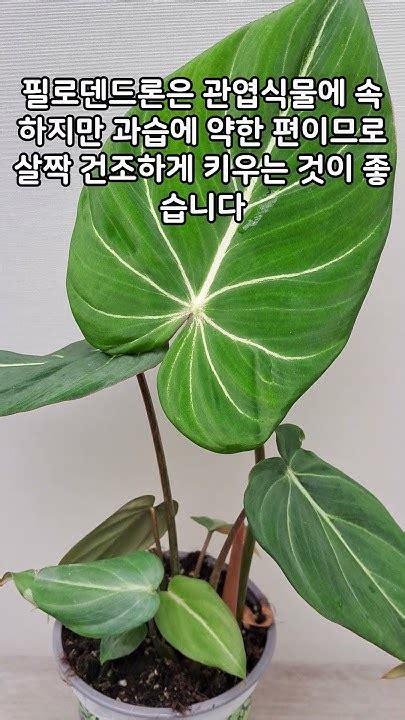 반음지에서 잘자라는 필로덴드론5가지 식물필로덴드론 Youtube