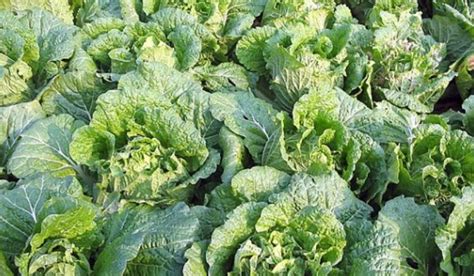 김장배추 물주기와 배추묶음 A6