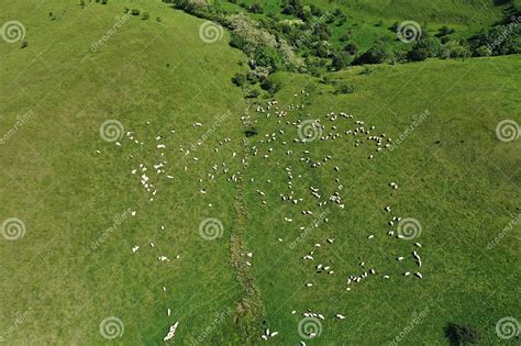 Aerial View of Grazing Sheep Biofood Milk and Wool Production Stock Image - Image of cattle ...