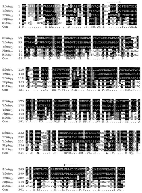 Clustal W Amino Acid Sequence Alignments Of The Pbps From S Marcescens Download Scientific