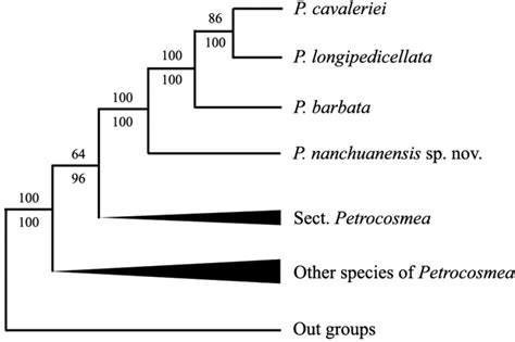 Drawing Of The Most Parsimonious Tree Generated From Six Cpdna And Two