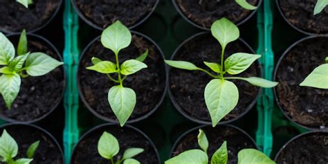 How To Grow Peppers Indoors Adpapa