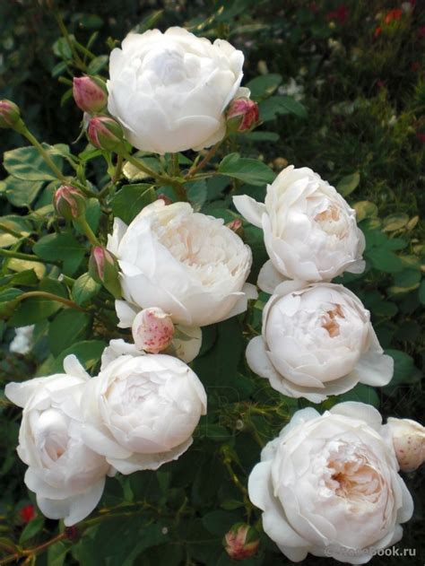 - Glamis Castle (AUSlevel) :: | David austin roses, Beautiful flowers ...