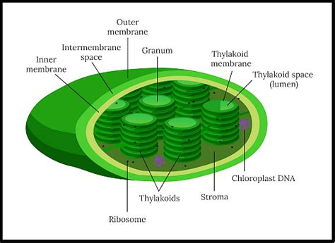 Plastids Definition Structure Types Functions And Diagram 2022