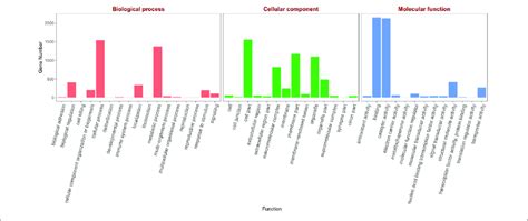 Gene Ontology Go Classifications Of Legs Transcripts Annotated At Download Scientific