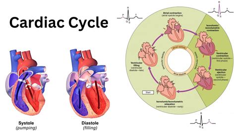 Myocardium Definition Structure Functions Biology Notes Online