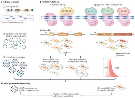 The Next Generation Of Crispr Cas Technologies And Applications Pmc