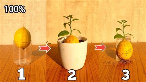 Meyer Lemon Plant Growing Guide