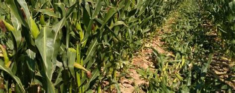 创世90玉米种简介 运富春