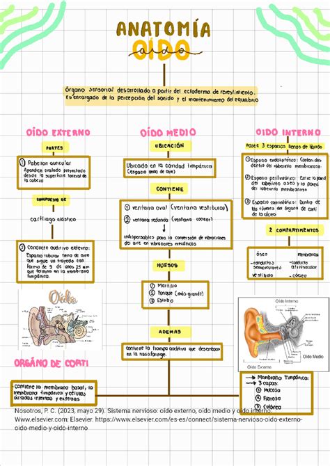 Notes 240710 144927 Apuntes N AnatomÍa Aida Organo Sensorial Desarrollado A Partir Del
