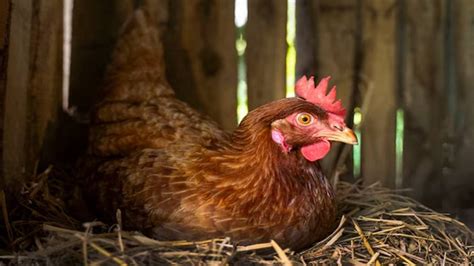 কোন কোন দেশের জাতীয় পাখি মুরগি এই প্রশ্নের উত্তর জানেন না অধিকাংশ মানুষই Which Countrys