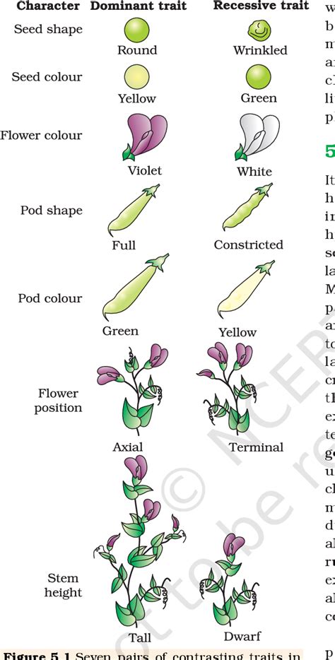 figure 5 8 from principles of inheritance and variation pmd semantic