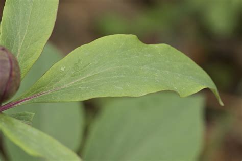 거대한 깊은 분홍색 꽃 큰 털이 난소와 강렬한 사프란 노란색 녹색 잎 붉은 줄기와 구형 싹의 Stamens와 Paeonia 브로테로이 식물 건강관리와 의술에 대한 스톡 사진