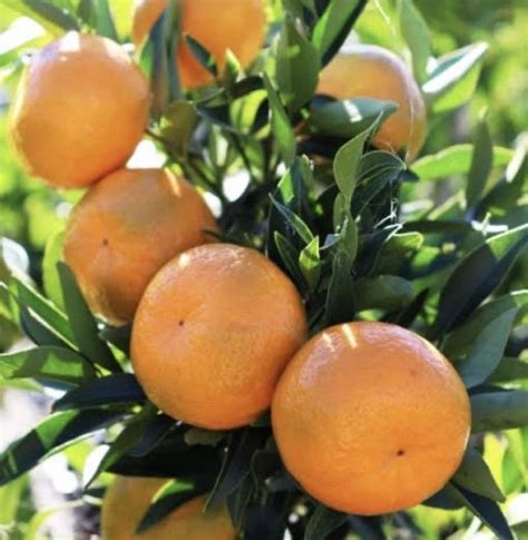 Dwarf Mandarin Imperial Qld Only Fruitopia Nursery