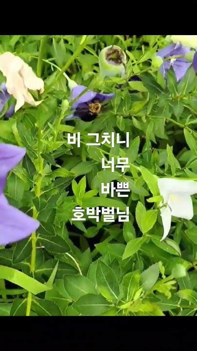 도라지꽃과 호박벌 Youtube