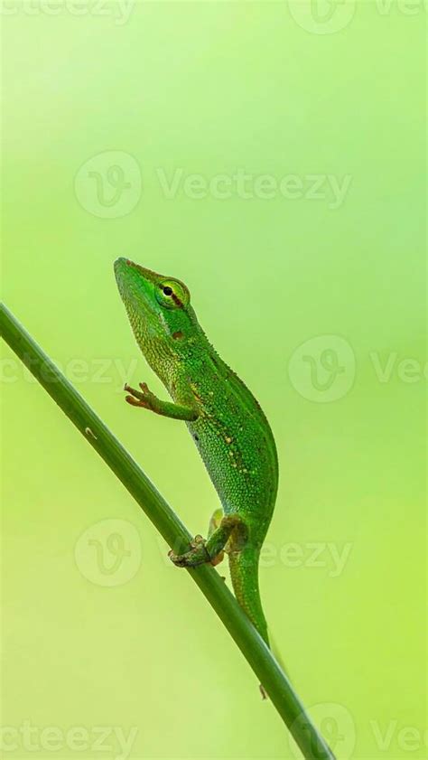 Vibrant Green Anole Lizard Perched Gracefully On A Thin Branch
