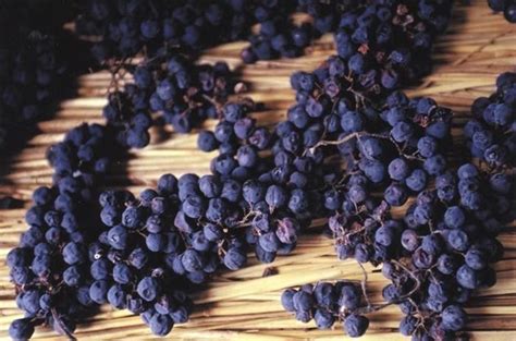 Appassimento Uva Uva Come Fare Appassire L Uva Per Il Passito