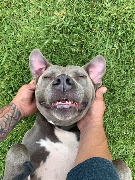 What Does Your Pibble Do Thats Annoyingly Cute R Pitbulls