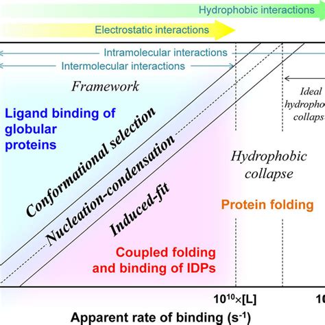 Subdomain Wise Folding Of Dhfr Download Scientific Diagram