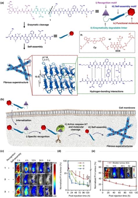 Recent Advances In The Enzyme‐activatable Organic Fluorescent Probes For Tumor Imaging And