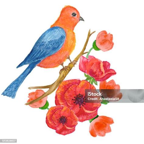 열대 조류 빨강 꽃 수채화 그림 핑크 빨간 양귀비 봄 꽃 꽃 잎 식물 잎 녹지 핑크 봄 꽃 꽃 잎 식물 잎 녹지 수채화 요소 수채화 꽃 클립 아트 귀여운에 대한 스톡 벡터