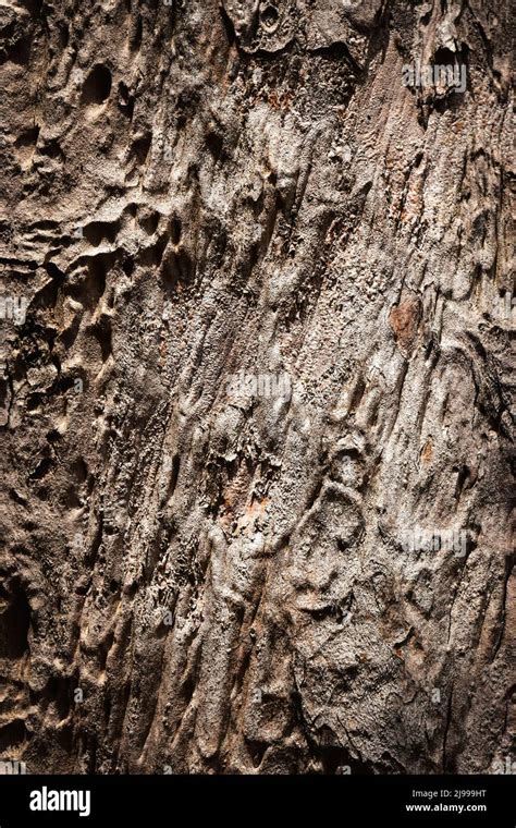 Background Or Texture Detail Of Abstract Tree Bark Stock Photo Alamy