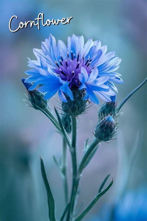 13 Flowers That Symbolize Hope List And Pictures