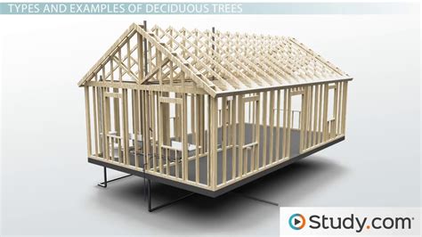 Deciduous Trees Definition Types And Examples Lesson