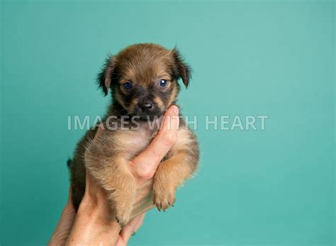 Cocker Spaniel Terrier Mix Puppies