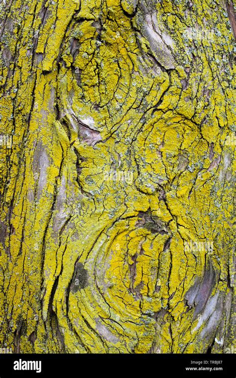 Bark Moss Mossy Tree Hi Res Stock Photography And Images Alamy