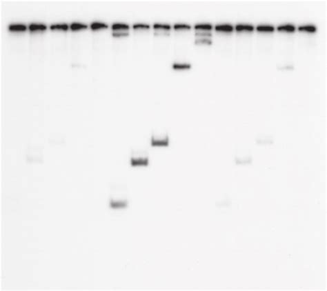Fancm Can Promote Fork Regression A Experimental Scheme Fork