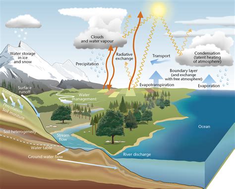 Which Diagram Correctly Shows The Water Cycle