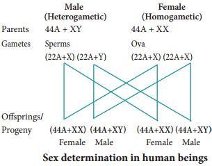 Sex Determination An Overview Ncert Mcq