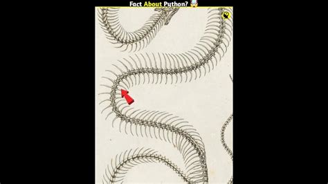 Fact About Python 🤯 Shorts Facts Viralshorts Ytshorts Shortfeed