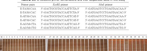 Figure 2 From Aflp Based Transcript Profiling For Genetic Relationships