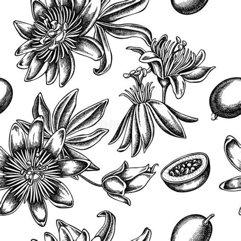 Passion Fruit Flower Pattern Stock Illustrations 1397 Passion Fruit