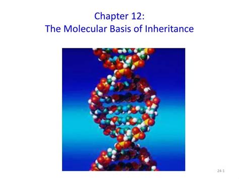 PPT Chapter 12 The Molecular Basis Of Inheritance PowerPoint Presentation ID 1933046