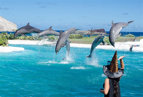 Dolphin Show Sea Life Park Nikon D7000 Sigma 30mm 1 4 Justin De